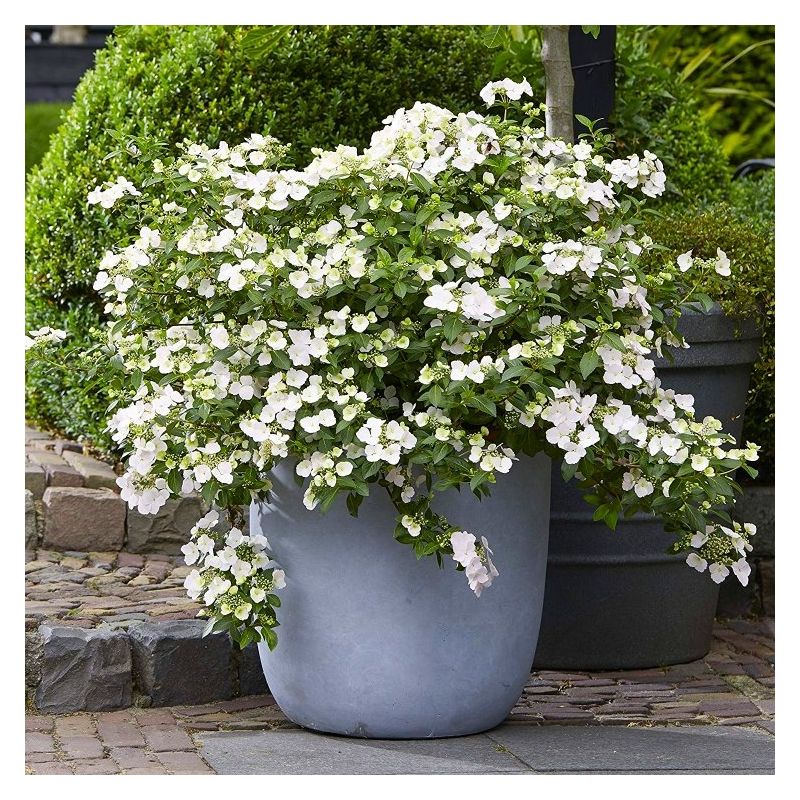 Hydrangea Runaway Bride® - Snow White