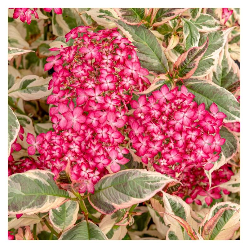Hydrangea serrata 'Euphoria Pink' - Variegated Hydrangea