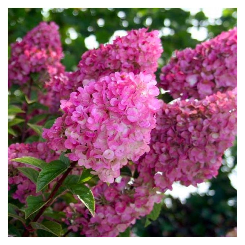 Hydrangea paniculata Sundae Fraise
