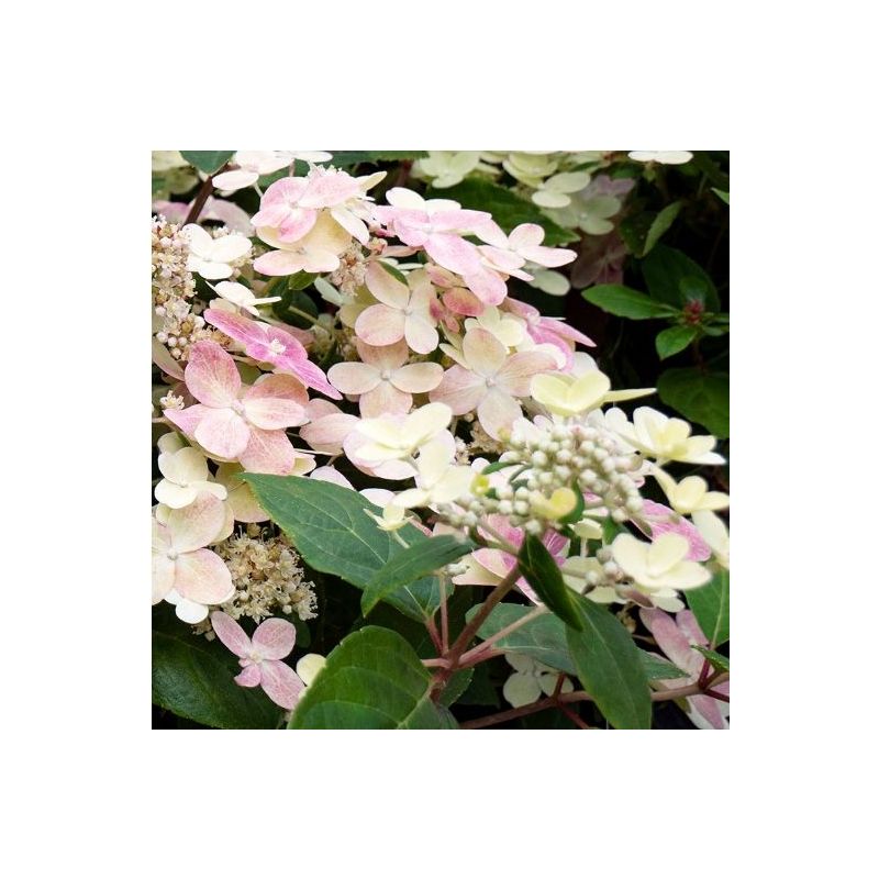 Hydrangea paniculata Switch Ophelia