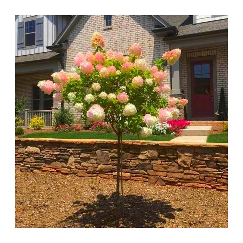 Hydrangea Vanilla Fraise - Large Lollipop Standard Tree - circa 150 ...