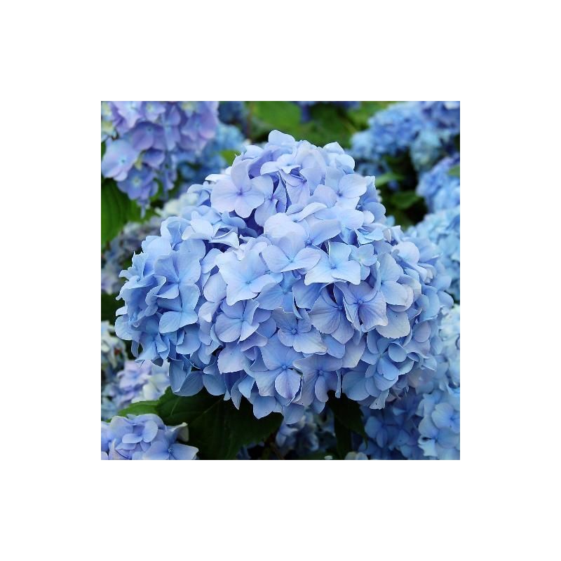 Hydrangea Macrophylla Nikko Blue