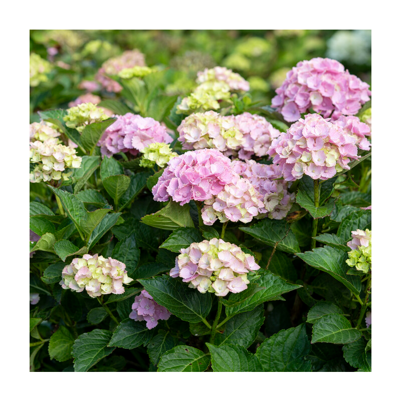 Hydrangea Rembrandt 'Vibrant Verde'