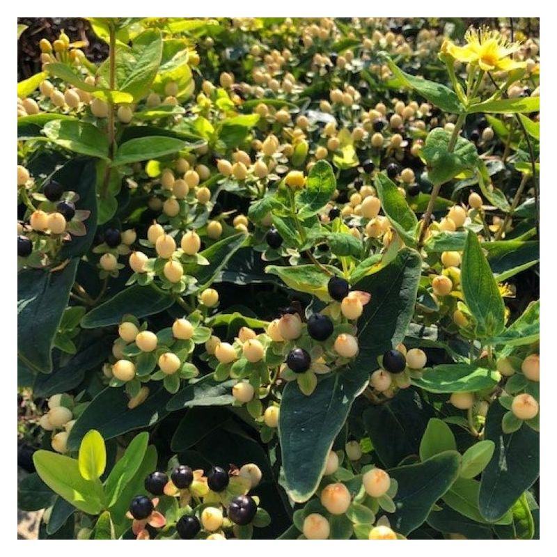 Hypericum Miracle Sunshine