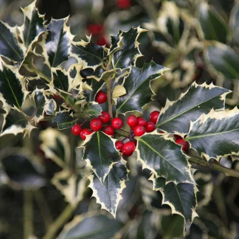 Ilex Aquifolium 'Argentea Marginata' - Silver-margined Holly - Circa 2m ...