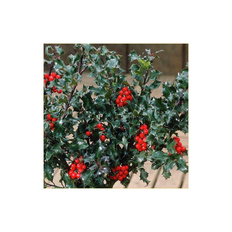 Ilex meserveae Blue Angel - Holly