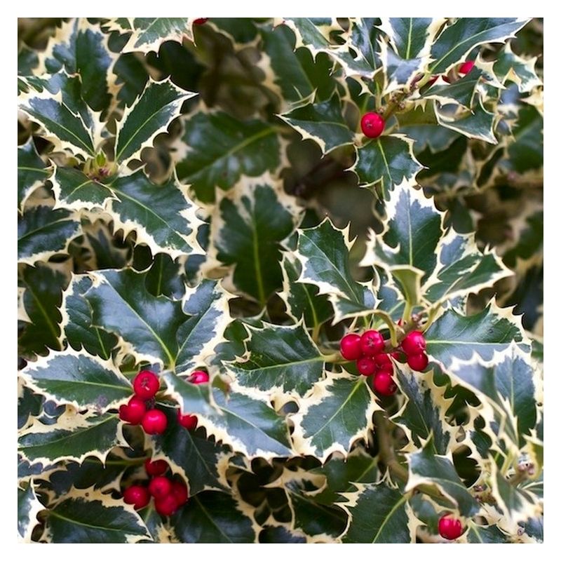 Ilex aquifolium Handsworth New Silver - Variegated Female Holly