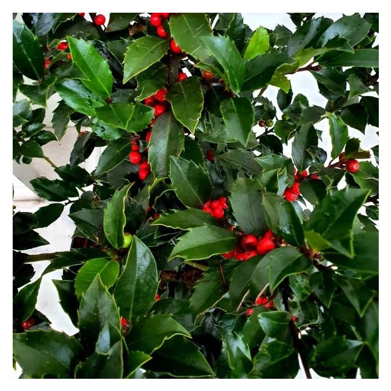 Ilex meserveae 'Blue Maid' - Holly