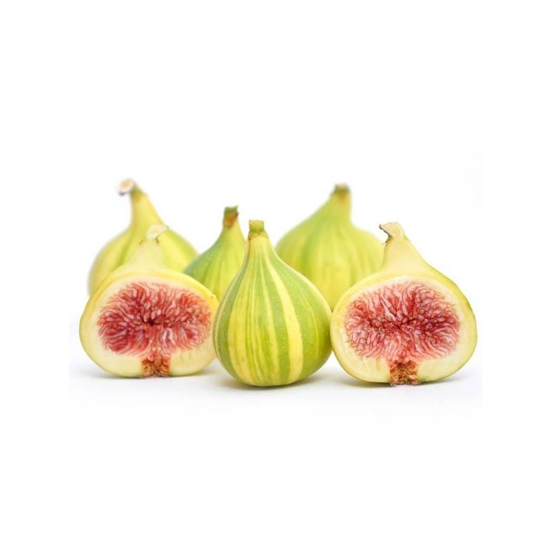 Fig Tree - Ficus carica Panachee - Striped Tiger Fig