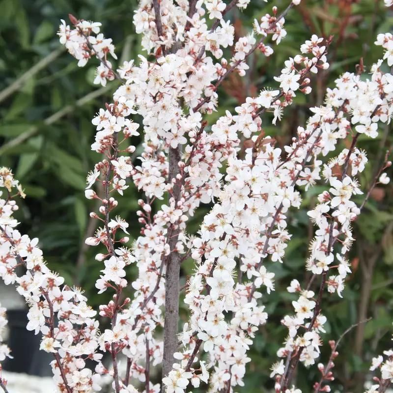 Prunus Crimson Pointe - Cherry Blossom Tree