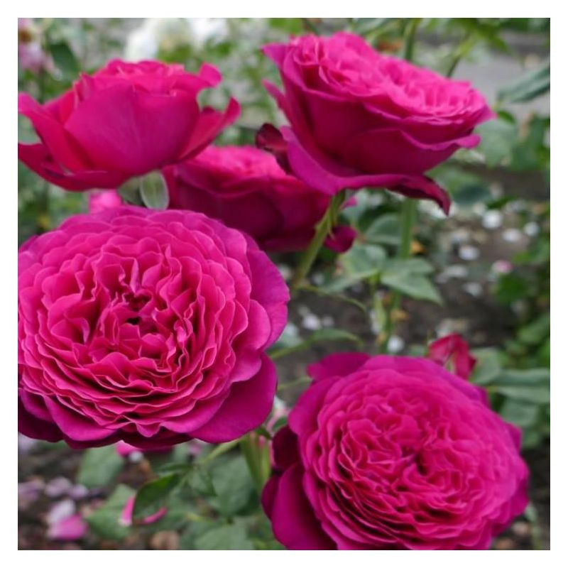 Rose 'Pure Poetry' - Hybrid Tea Rose