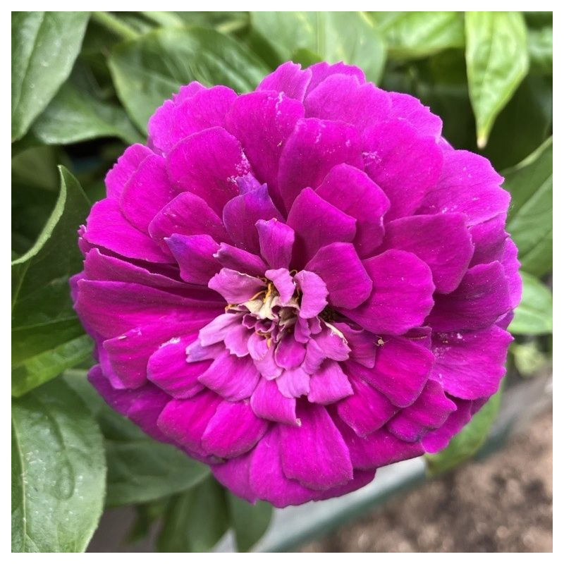 Zinnia Purple Paradise