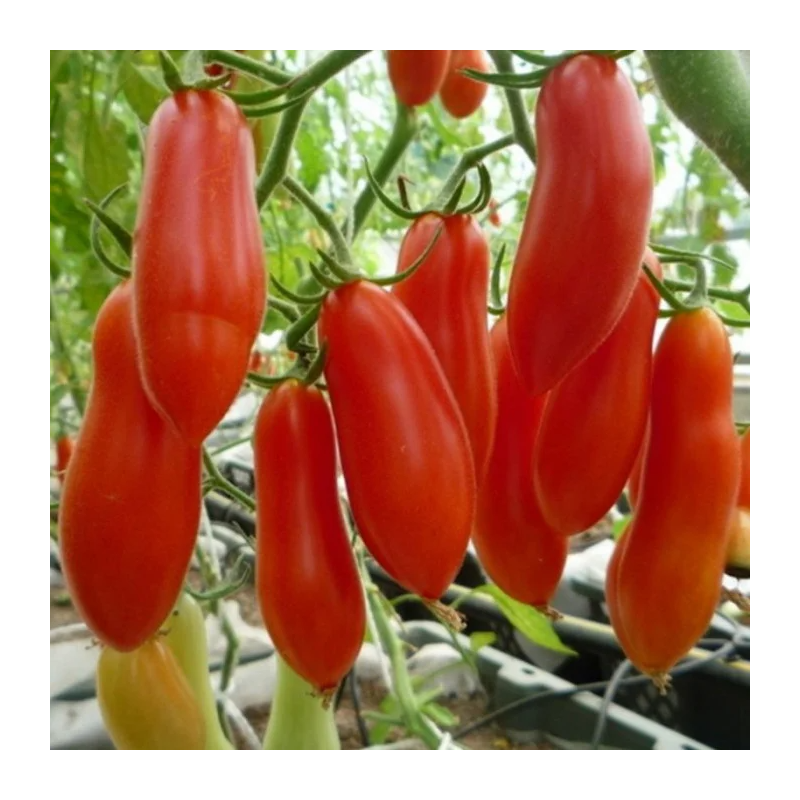 Tomato Plant 'Red Banana'