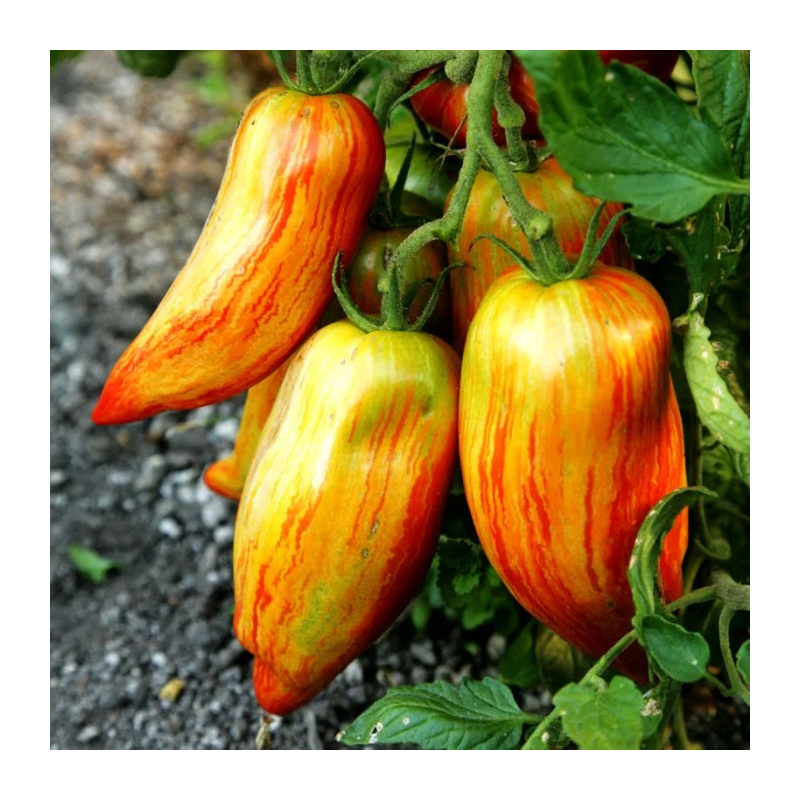 Tomato Plant 'Roman Striped'