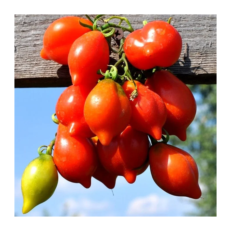 Tomato Plant 'Mountain Vesuvius'