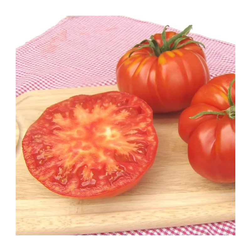 Tomato Plant 'Brutus'