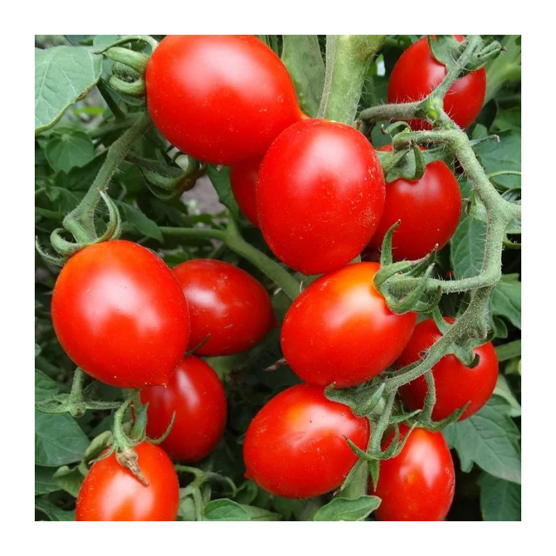 Tomato Plant 'Piennolo del Vesuvio'