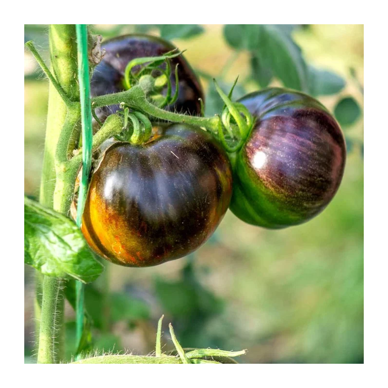 Tomato Plant 'Cosmic Eclipse'