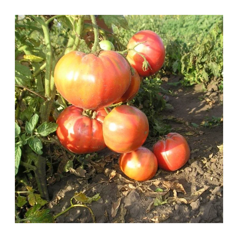 Tomato Plant Raspberry Vicante