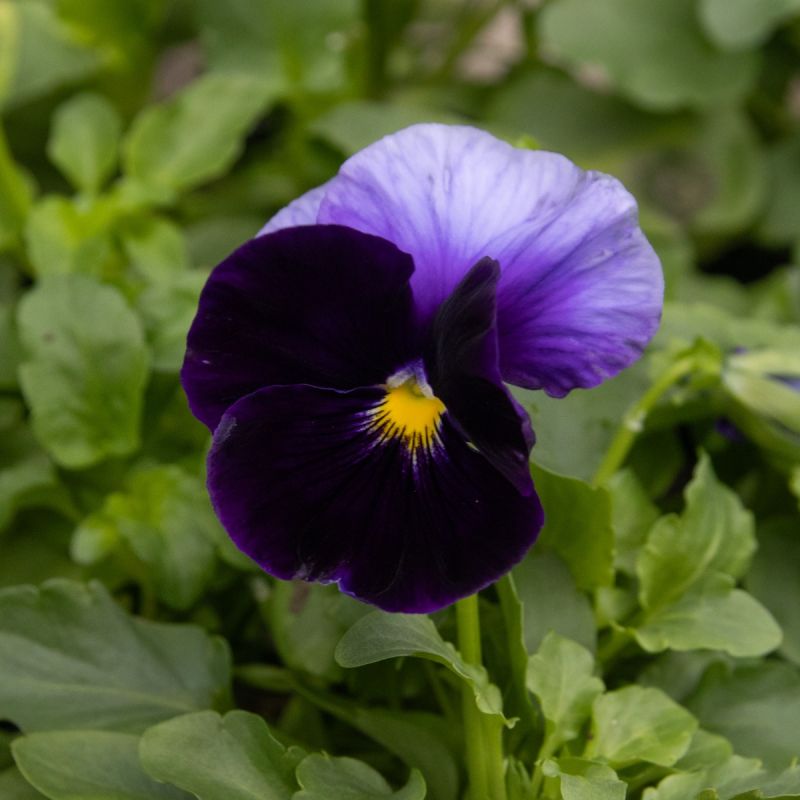 Pansy Beaconsfield in Bud and Bloom