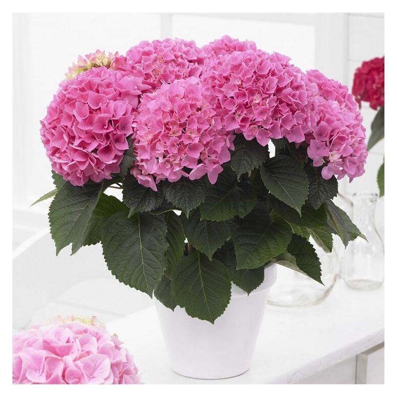 Blooming Indoor Rose Pink Hydrangea