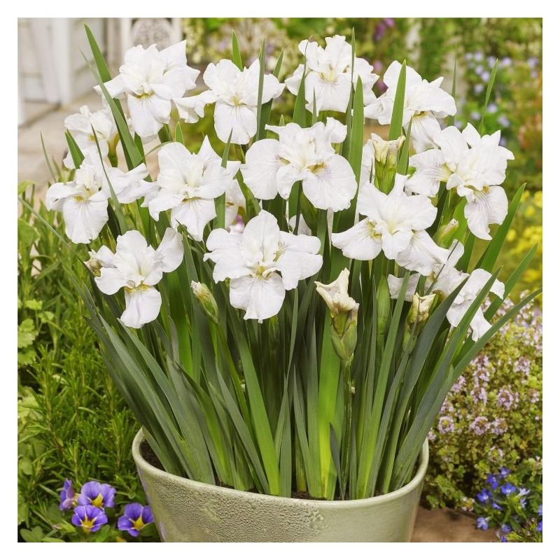 Iris sibirica Not Quite White