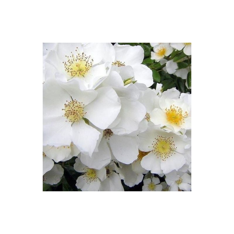 Rose Wedding Day - Climbing Rose - Rambling Wedding Day