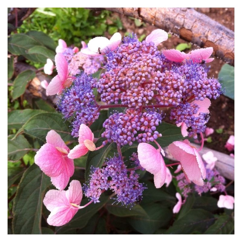 Hydrangea aspera Hot Chocolate - Chocolate Leaf Hydrangea