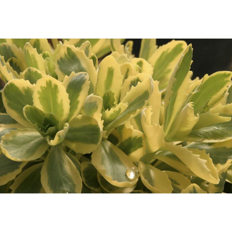 Sedum Lajos Autumn Charm