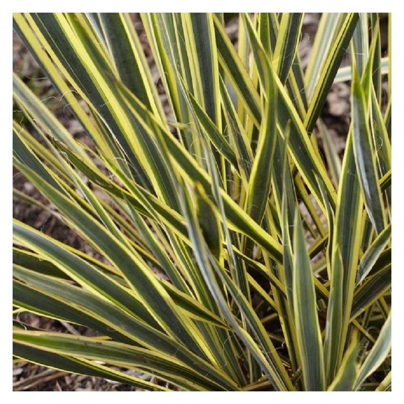 Yucca Bright Edge - Variegated Adams Needle