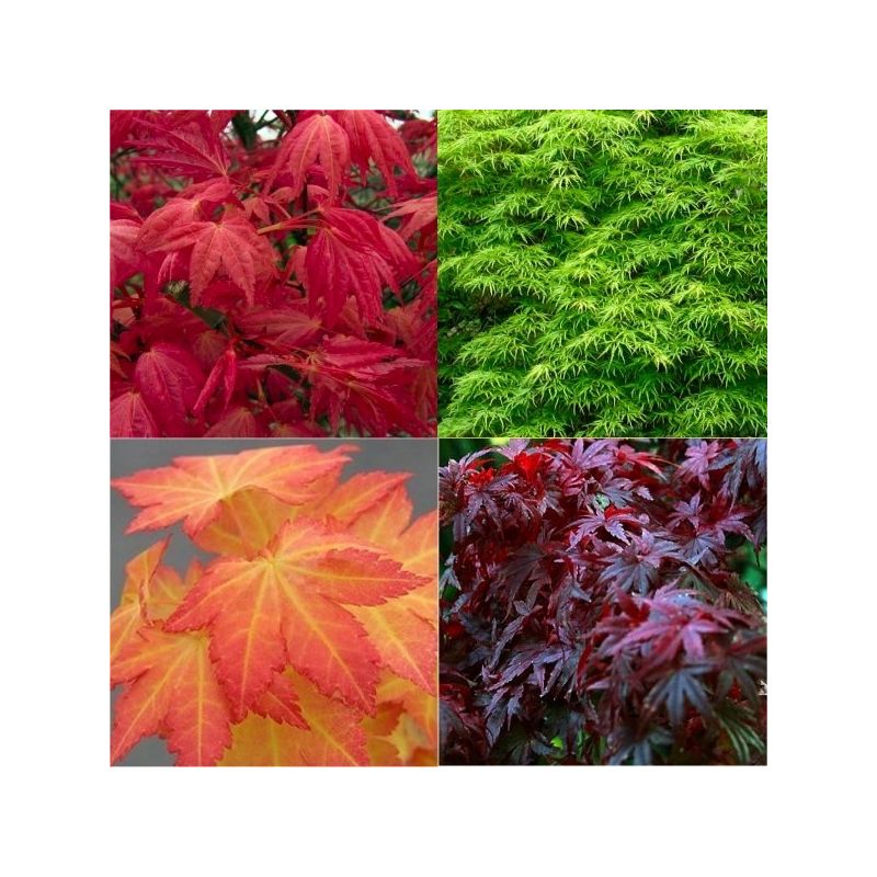 Stunning Japanese Maples - Acers Collection of FOUR Plants