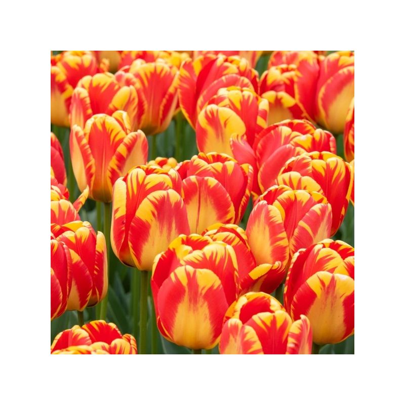 Tulip 'Banja Luka' - Pack of 30 Bulbs
