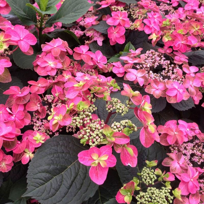 Japanese Confetti Hydrangea serrata - Lacecap Hydrangea - Large