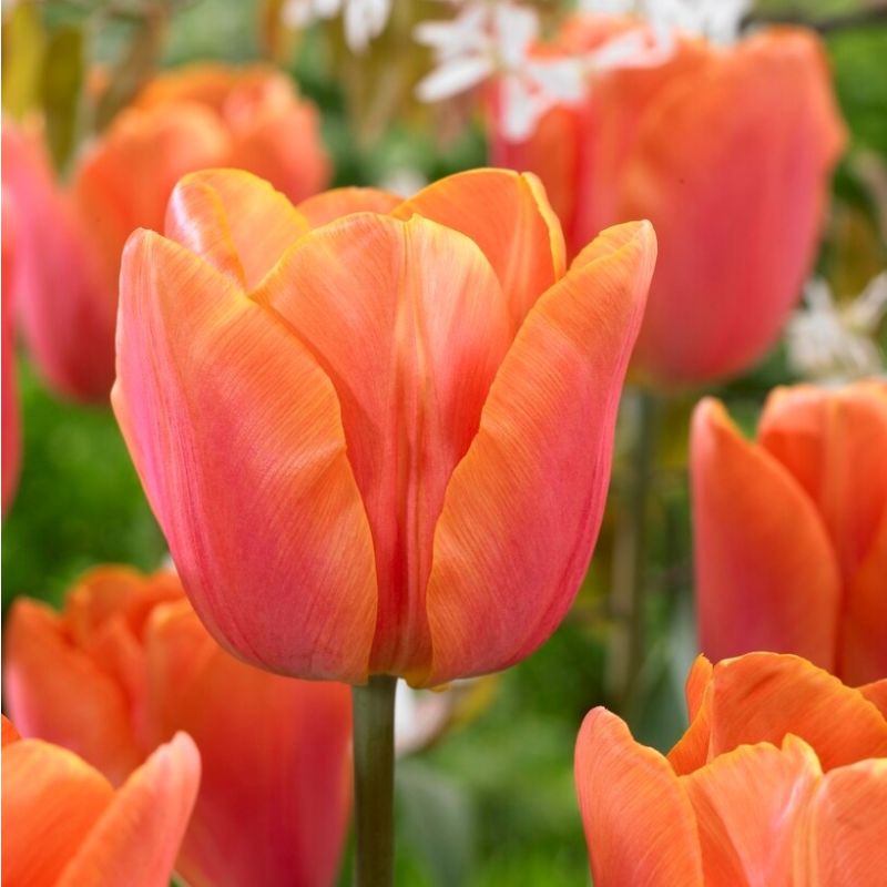 Tulip Jimmy