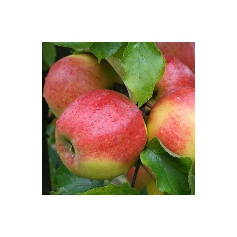 Patio Fruit Tree - Apple James Grieve (MM106)