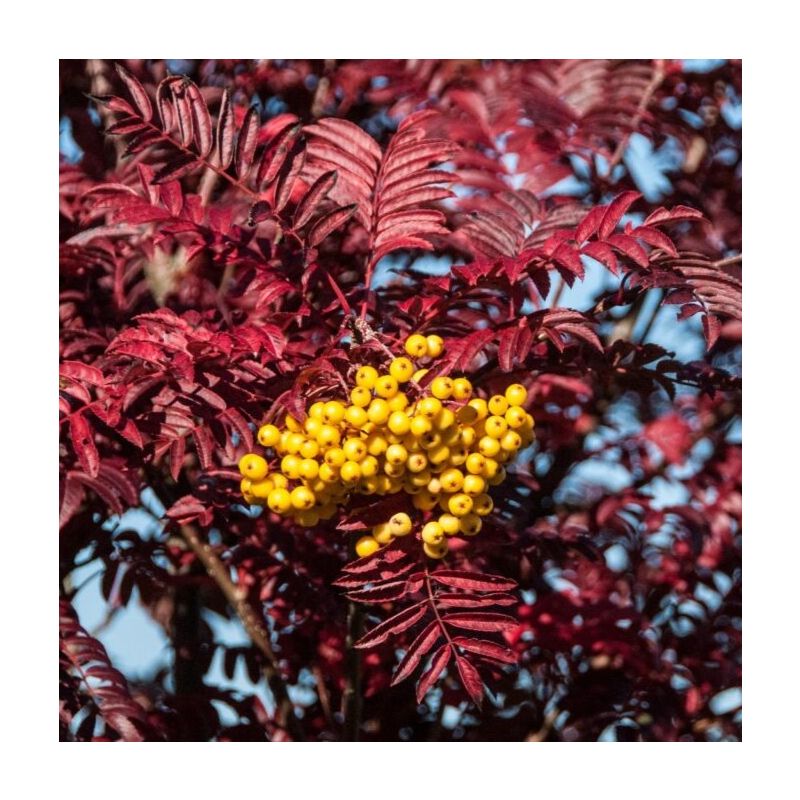 Sorbus Joseph Rock - Mountain Ash Tree