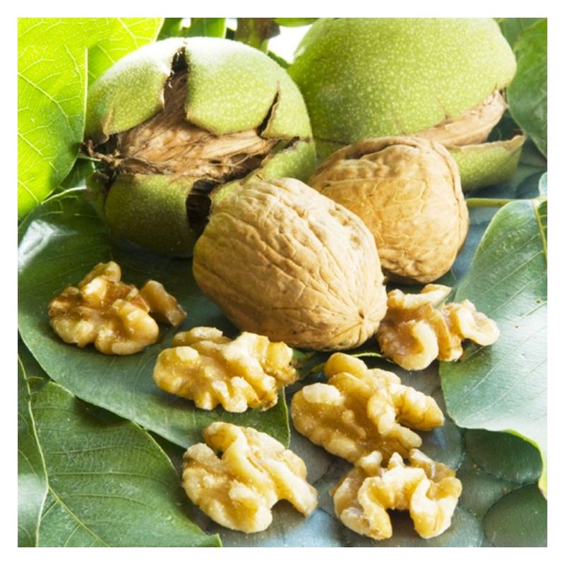 Walnut Tree 'Chandler' - Go Nuts and grow your own!