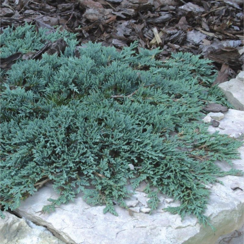 Juniperus horizontalis 'Icee Blue'