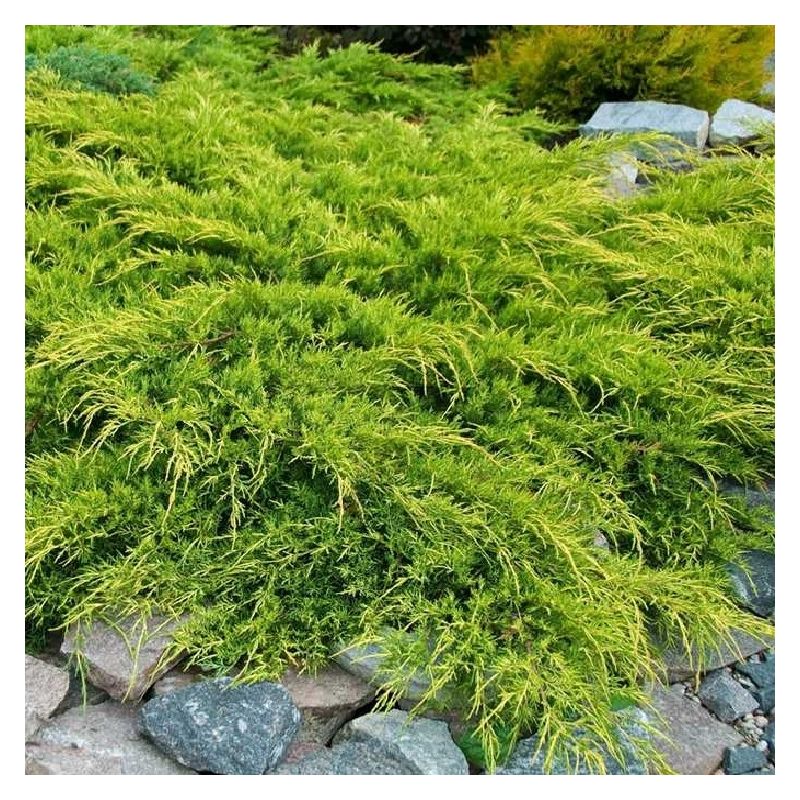Juniperus x pfitzeriana 'Pfitzeriana Aurea' - Gold Star