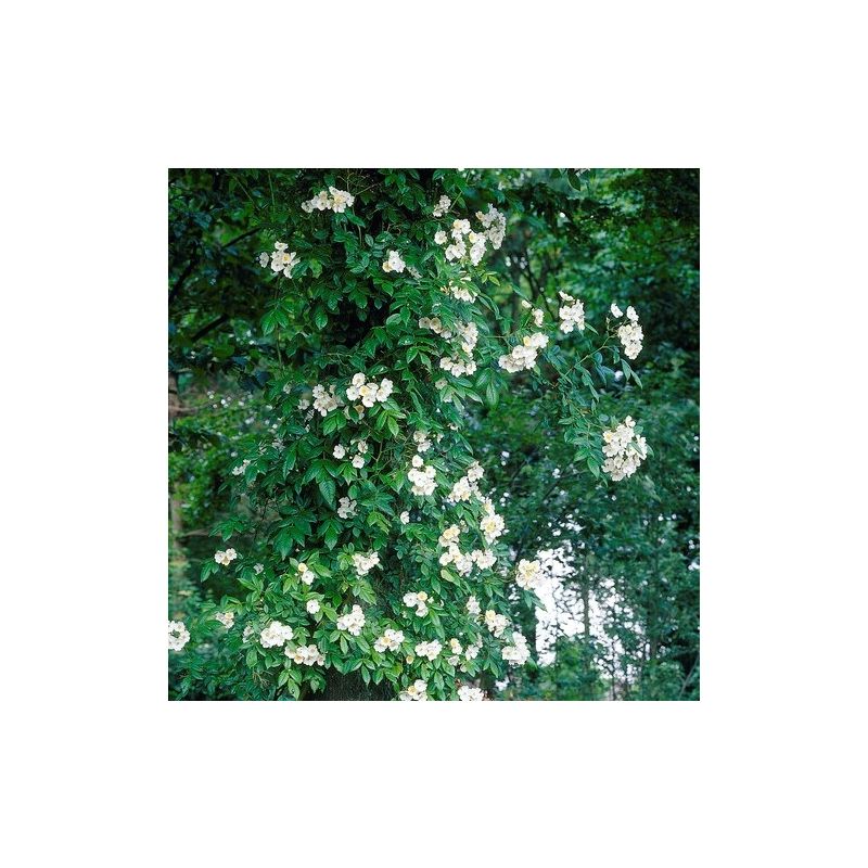 Large 6-7ft Specimen Climbing Rose - Rose filipes Kiftsgate