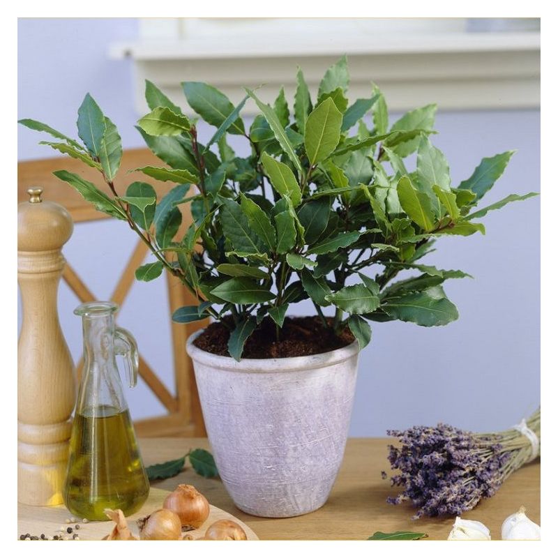 Laurus nobilis - Bay Tree - Young Bush - Kitchen Bay