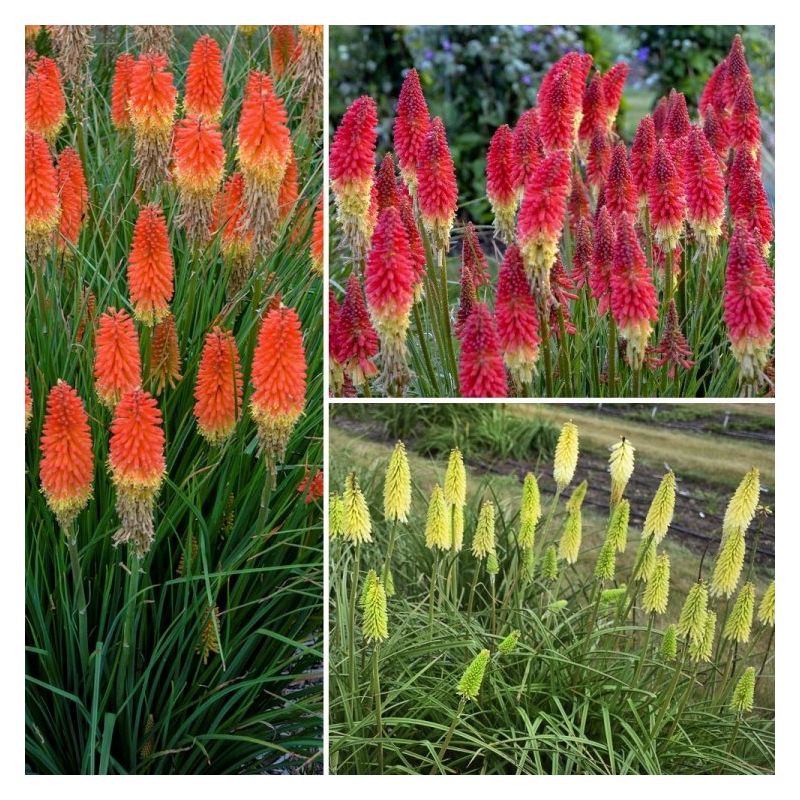 Kniphofia - Fire Rocket Mixture - Pack of FIVE Plants