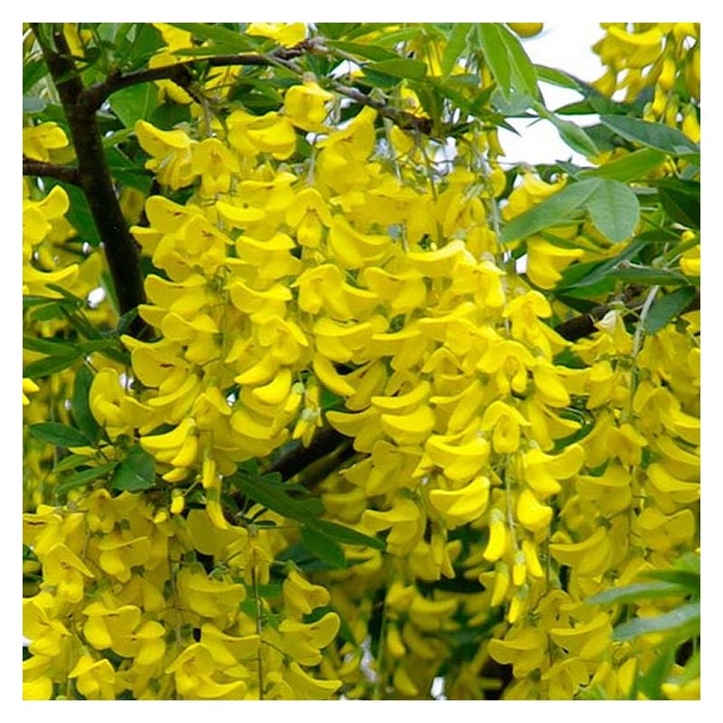 Laburnum x watereri Vossii - Voss - Large Specimen - circa 6-7ft