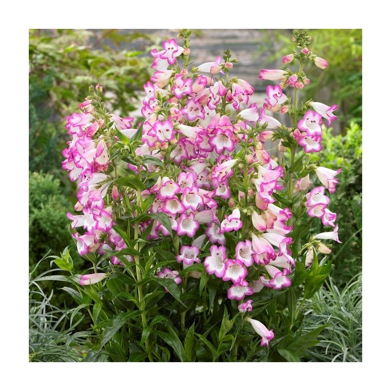 Penstemon Pensham Laura