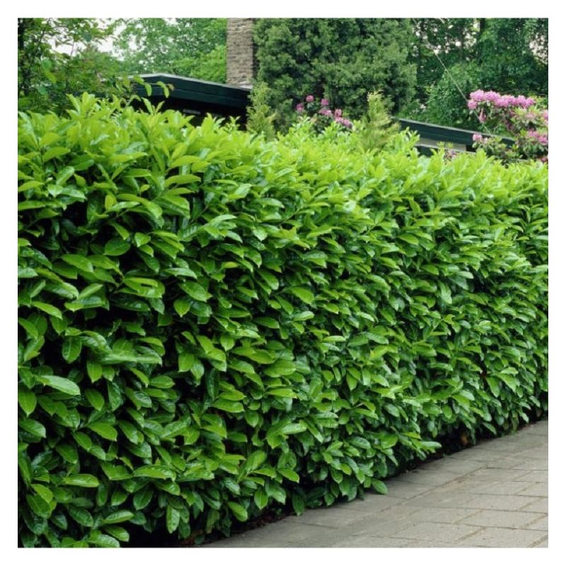 Laurel Hedging - Prunus laurocerasus Rotundifolia circa 5-6ft tall ...