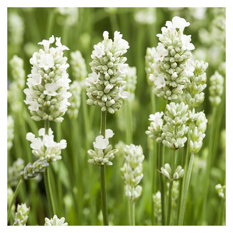 Lavandula angustifolia Alba - Arctic Snow - Hardy White Edelweiss ...