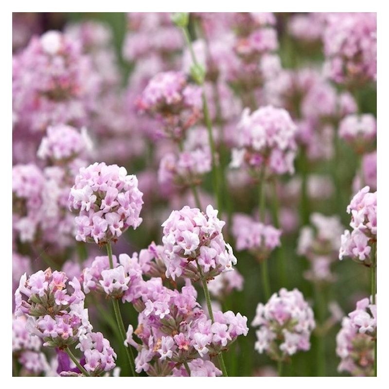 Lavandula angustifolia rosea - Pink Flowering Hardy English Lavender