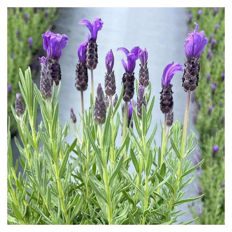Lavender stoechas Great Adventure - French Lavender in Bud & Bloom