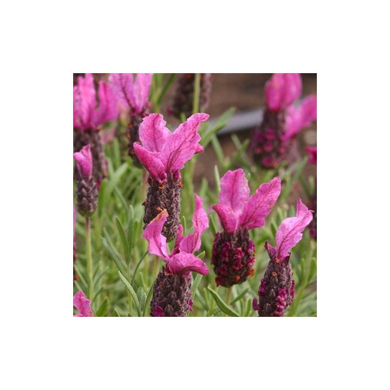 Lavandula Bella Hot Pink - Pink Summer Flowering French Lavender