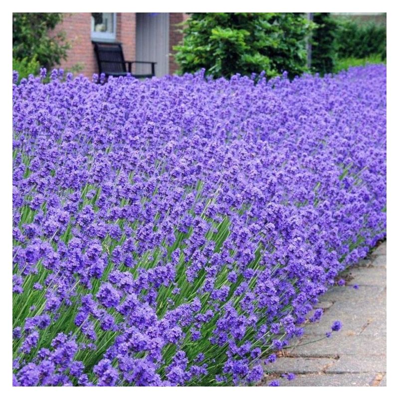 Munstead English Lavender - Lavandula angustifolia 'Munstead' - Pack of ...